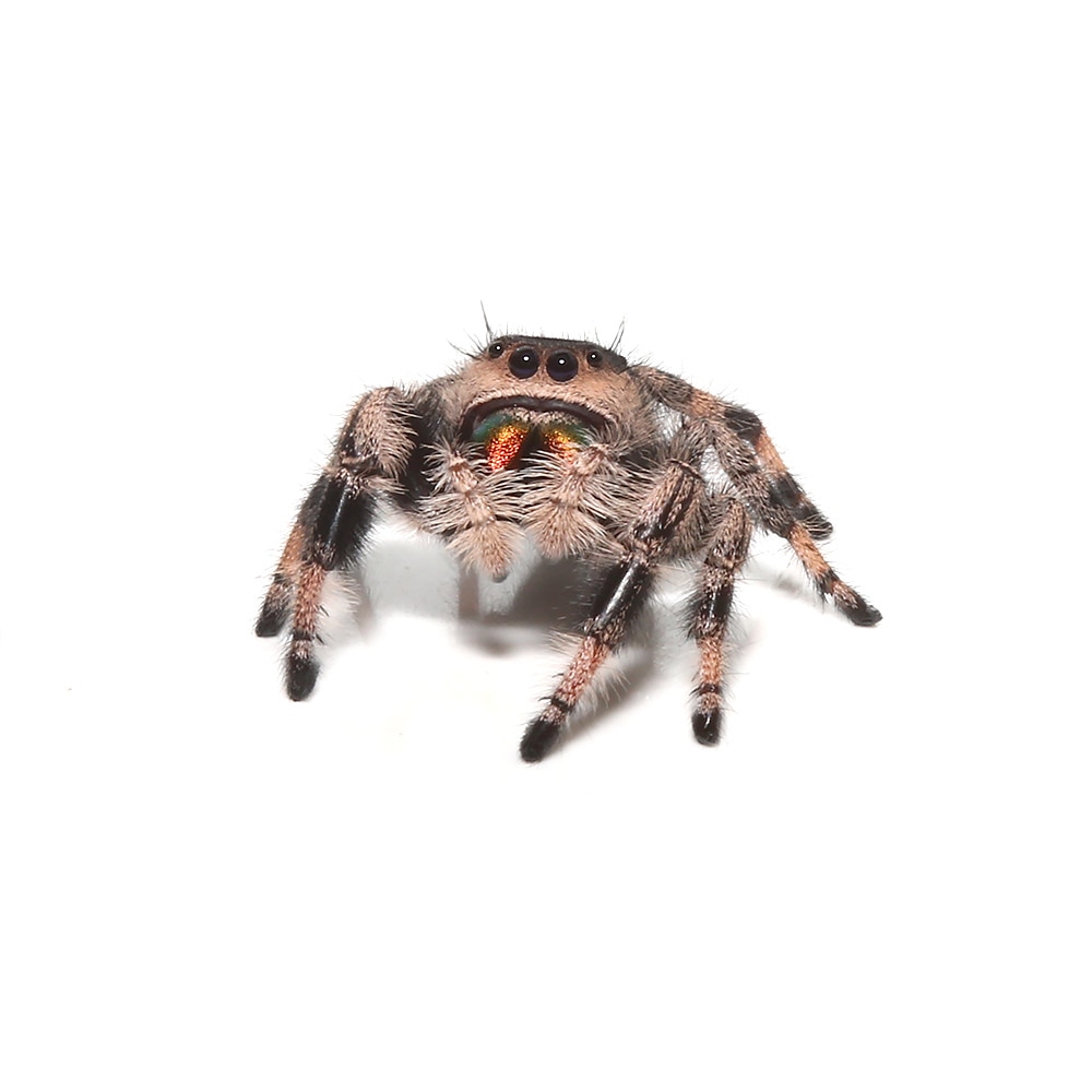 Apalachicola Regal Jumping Spider Pair True Spider by Underground ...