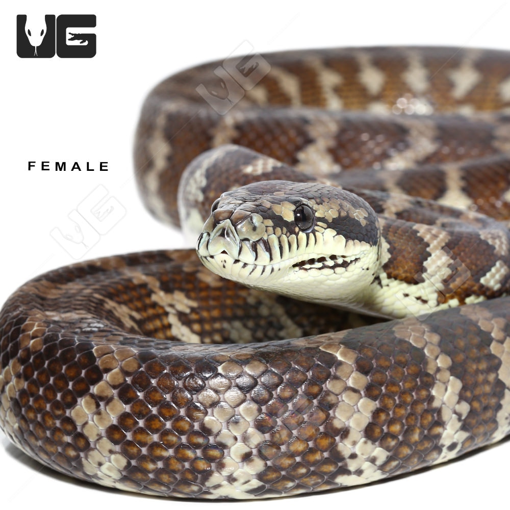 Pair Darwin Carpet Python by Underground Reptiles - MorphMarket
