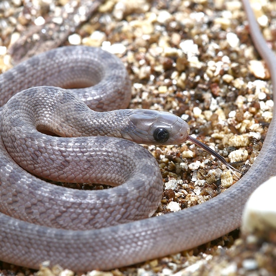 Baby West African Egg Eating Snake More Colubrid by Underground Reptiles