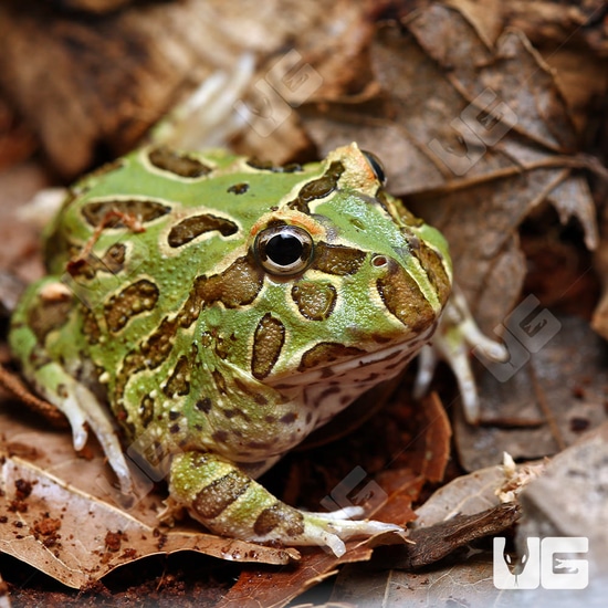 Peppermint Pacman Frog by Underground Reptiles