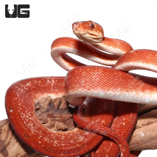 Calico Amazon Tree Boa by Underground Reptiles