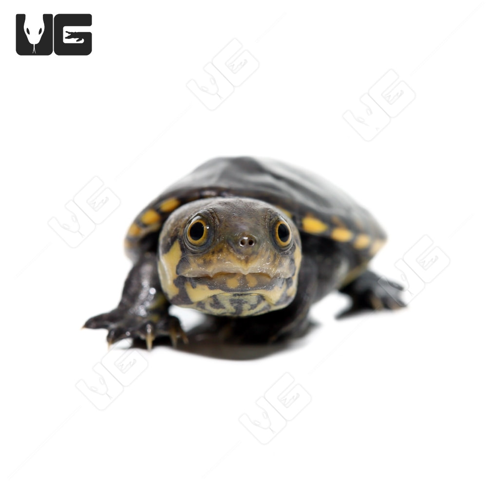 Narrow-Bridged Mexican Musk Turtle Mud & Musk Turtle by Underground ...