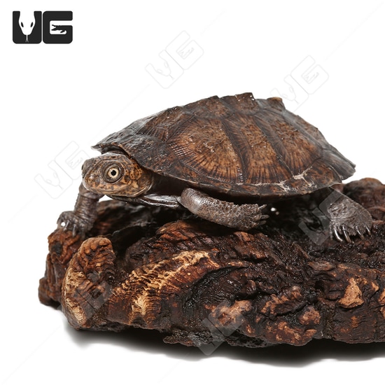 Serrated Hinged Terrapin Turtle Box Turtle by Underground Reptiles