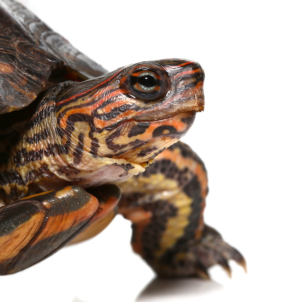 Central American Wood Turtle by Underground Reptiles - MorphMarket