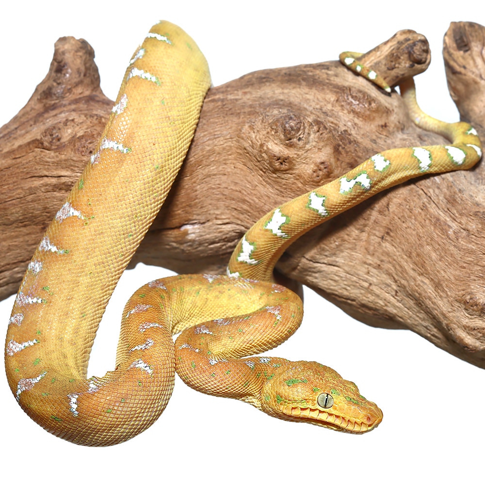 Orange Emerald Tree Boa Northern Emerald Tree Boa by Underground ...