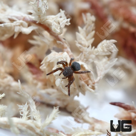 Greek Ladybird Spider True Spider by Underground Reptiles