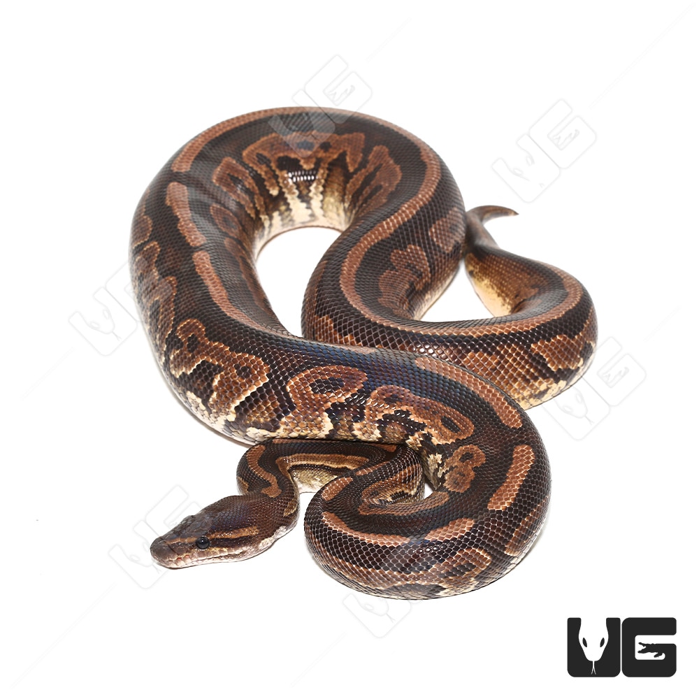 Cinnamon Bongo Ball Python by Underground Reptiles - MorphMarket