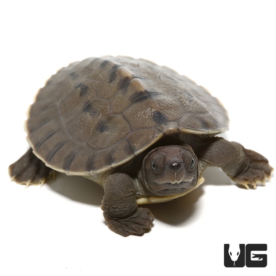 Painted River Terrapin Turtle (Split Scute) Box Turtle by Underground ...