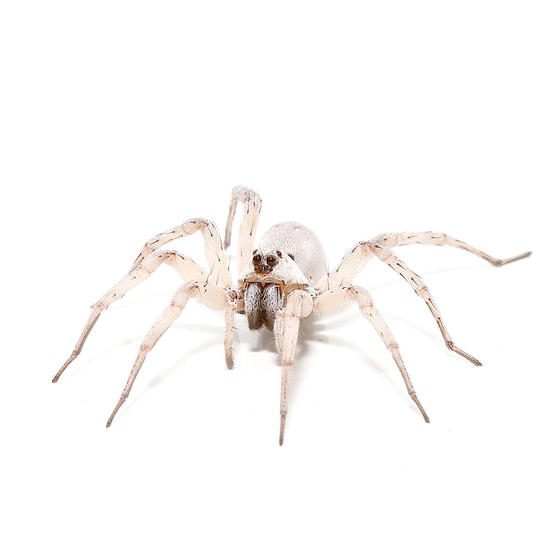 White Wolf Spider (1 – 1.5”) True Spider by Underground Reptiles