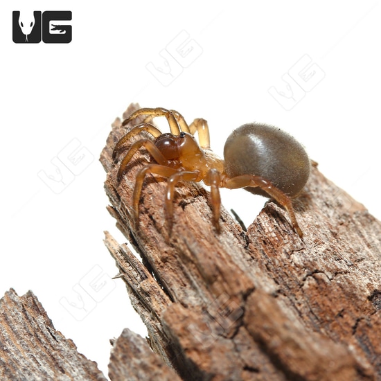 California Trapdoor Spider (.25-.75″) True Spider by Underground Reptiles