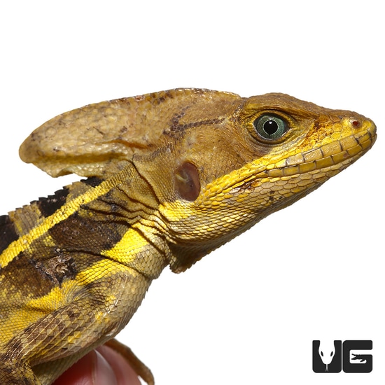 Brown Basilisk More Lizard by Underground Reptiles