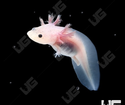 GFP Lucy Axolotl by Axolotls NYC - MorphMarket