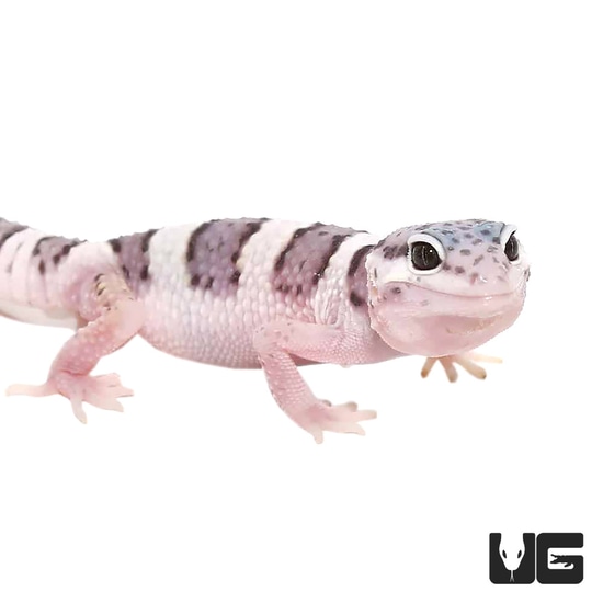 Baby Mack Snow Leopard Gecko by Underground Reptiles