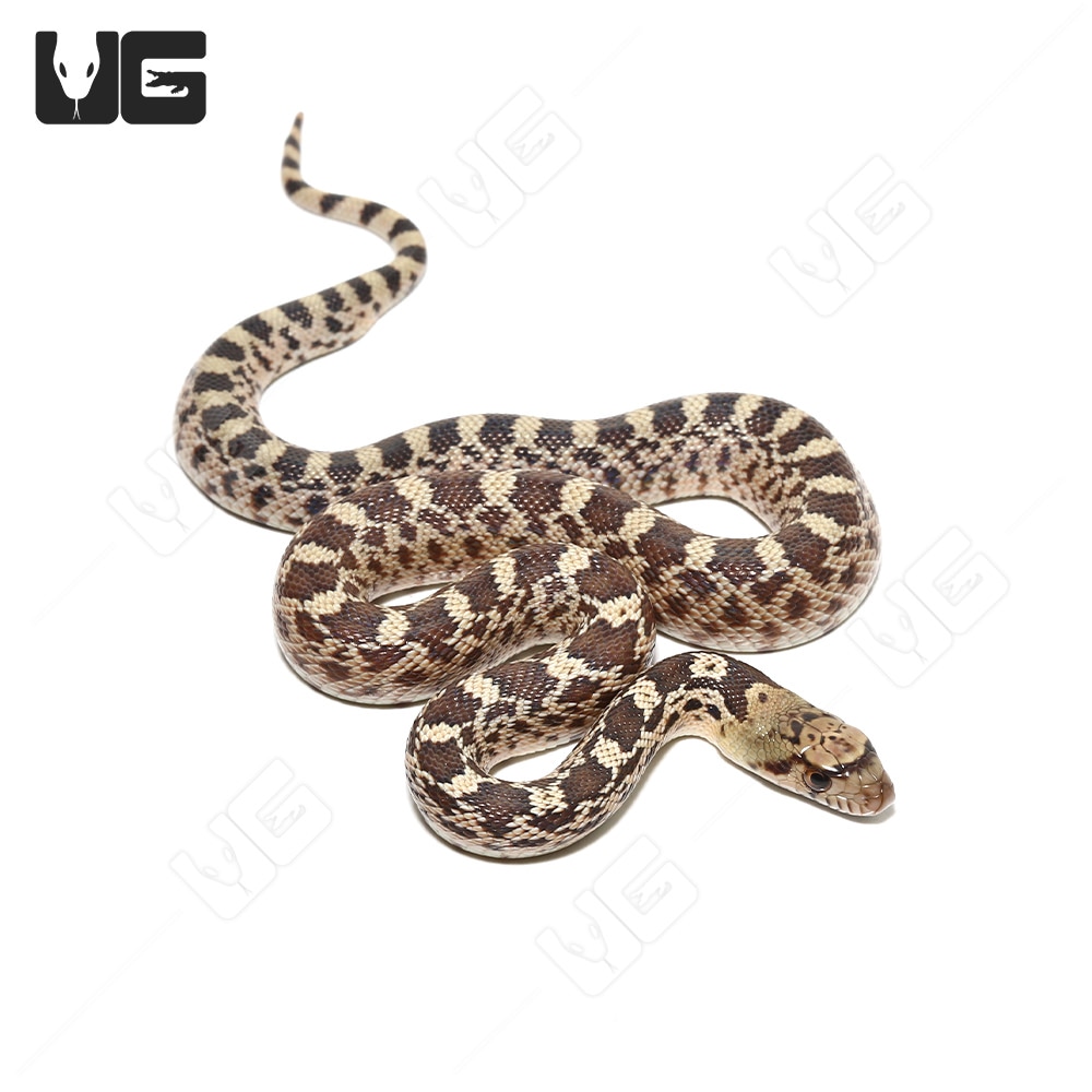 C.B. Hatchling Sonoran Gopher Snake by Underground Reptiles - MorphMarket