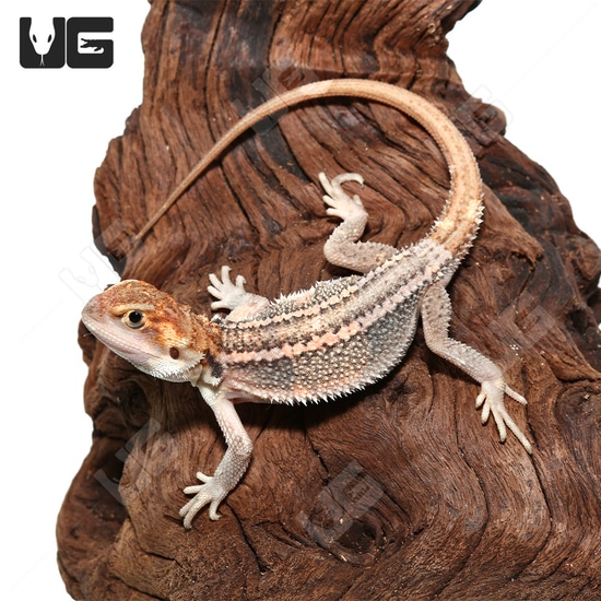 Pied Genetic Stripe Translucent Bearded Dragon #5 Central Bearded ...