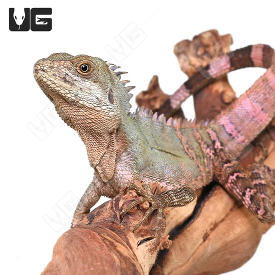 Solomon Tree Dragon More Lizard by Underground Reptiles