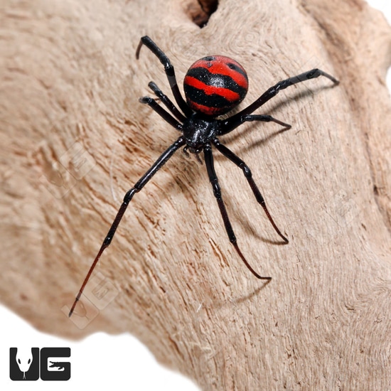Thai Elegant Widow Spider True Spider by Underground Reptiles