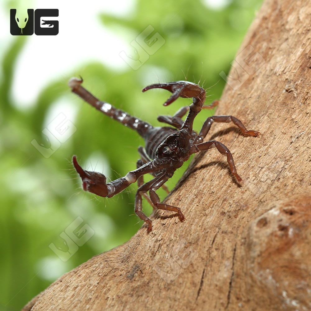 Long Claw Forest Scorpion by Underground Reptiles - MorphMarket