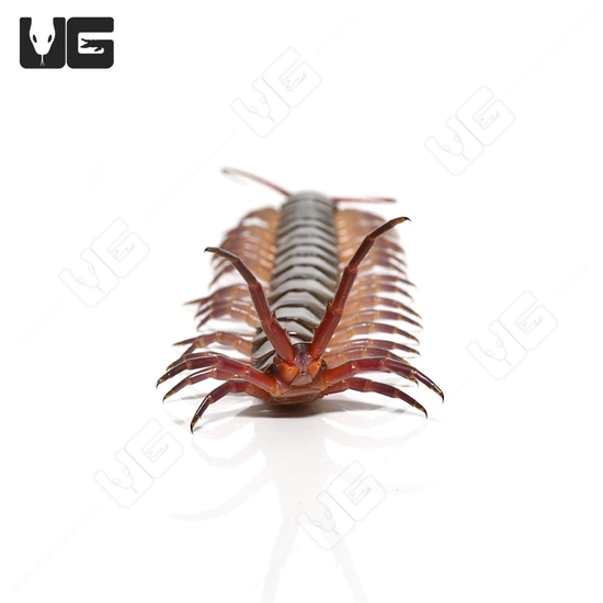 Thai Giant Black Flame Centipede by Underground Reptiles