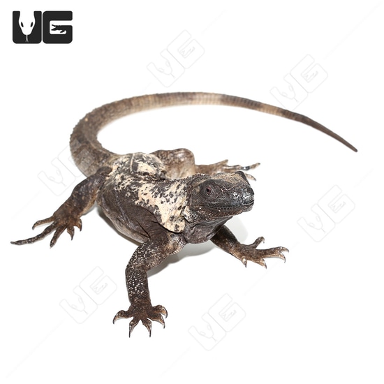 Banana Pectinata Other Iguana by Underground Reptiles