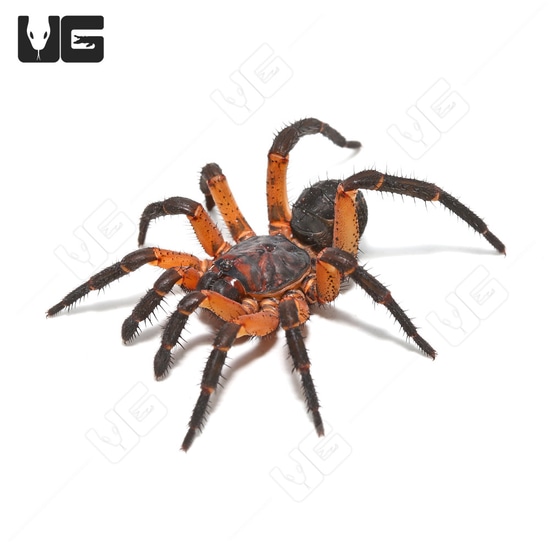 Suwat Armoured Trapdoor Spider (1-2”) True Spider by Underground Reptiles
