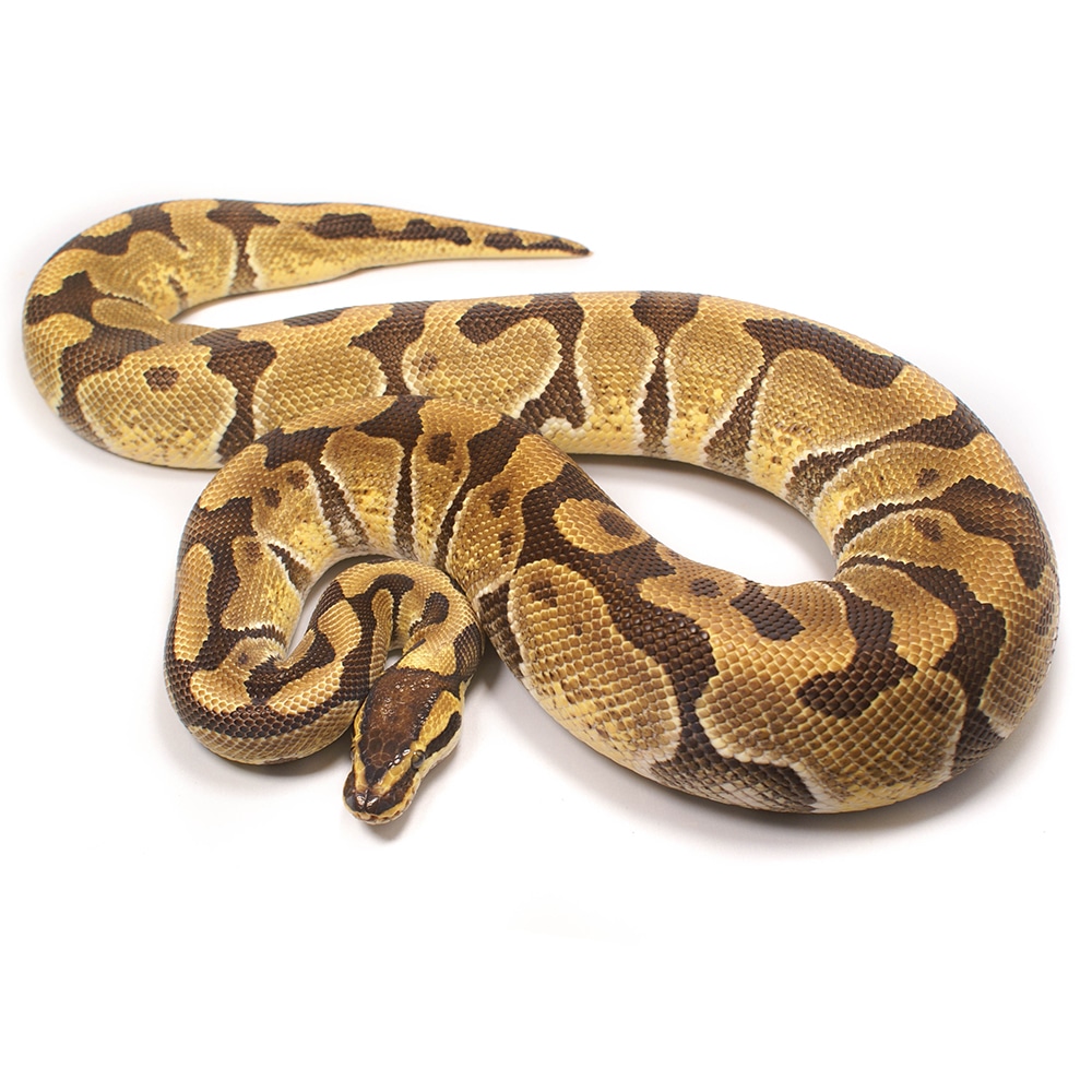 Enchi 100% Het Clown Ball Python by UK Pythons & Boas - MorphMarket