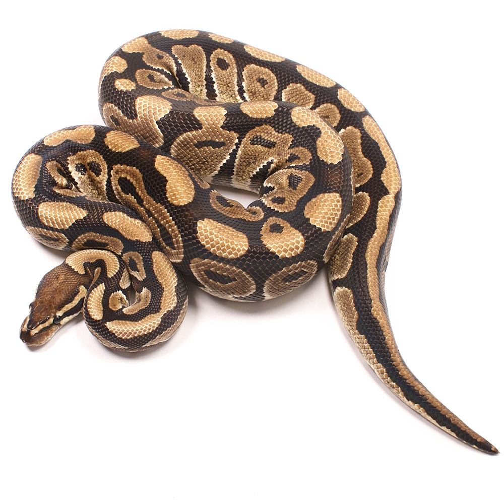100% Het Clown - Adult Male Ball Python by UK Pythons & Boas - MorphMarket