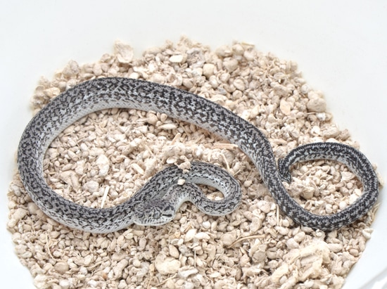 Axanthic Granite Carpet Python Other Carpet Python by UK Pythons