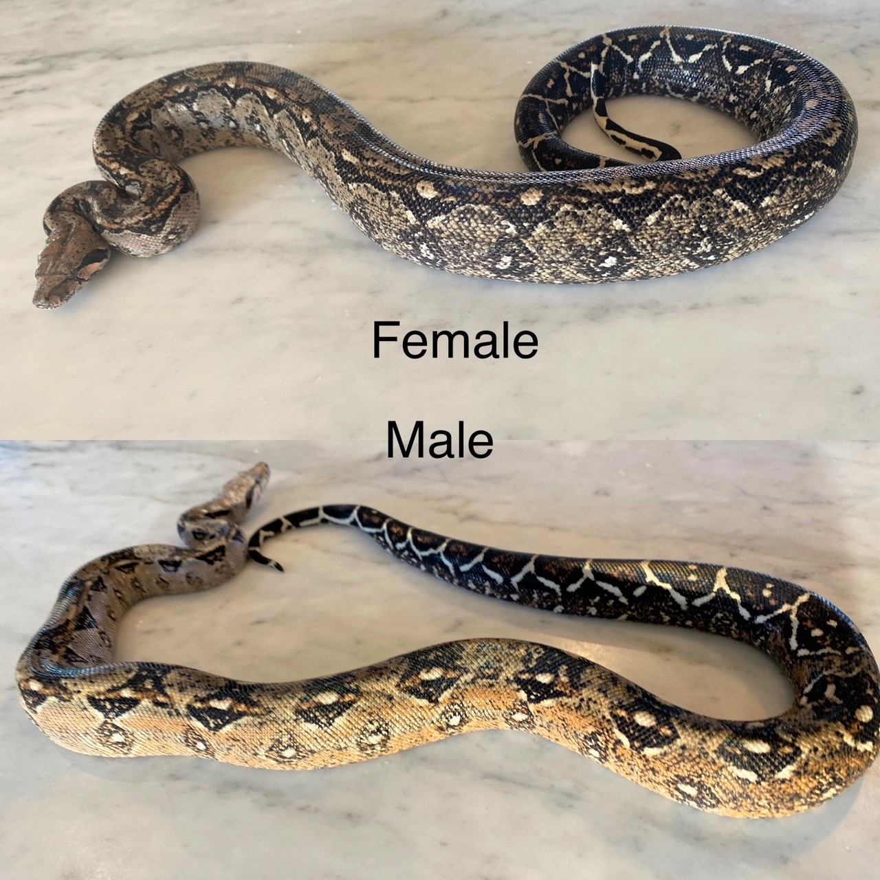 Pair 2020 Taumalipas Cloud Forest Mexican Dwarf Boas Boa Constrictor by Northern Michigan Boas ...