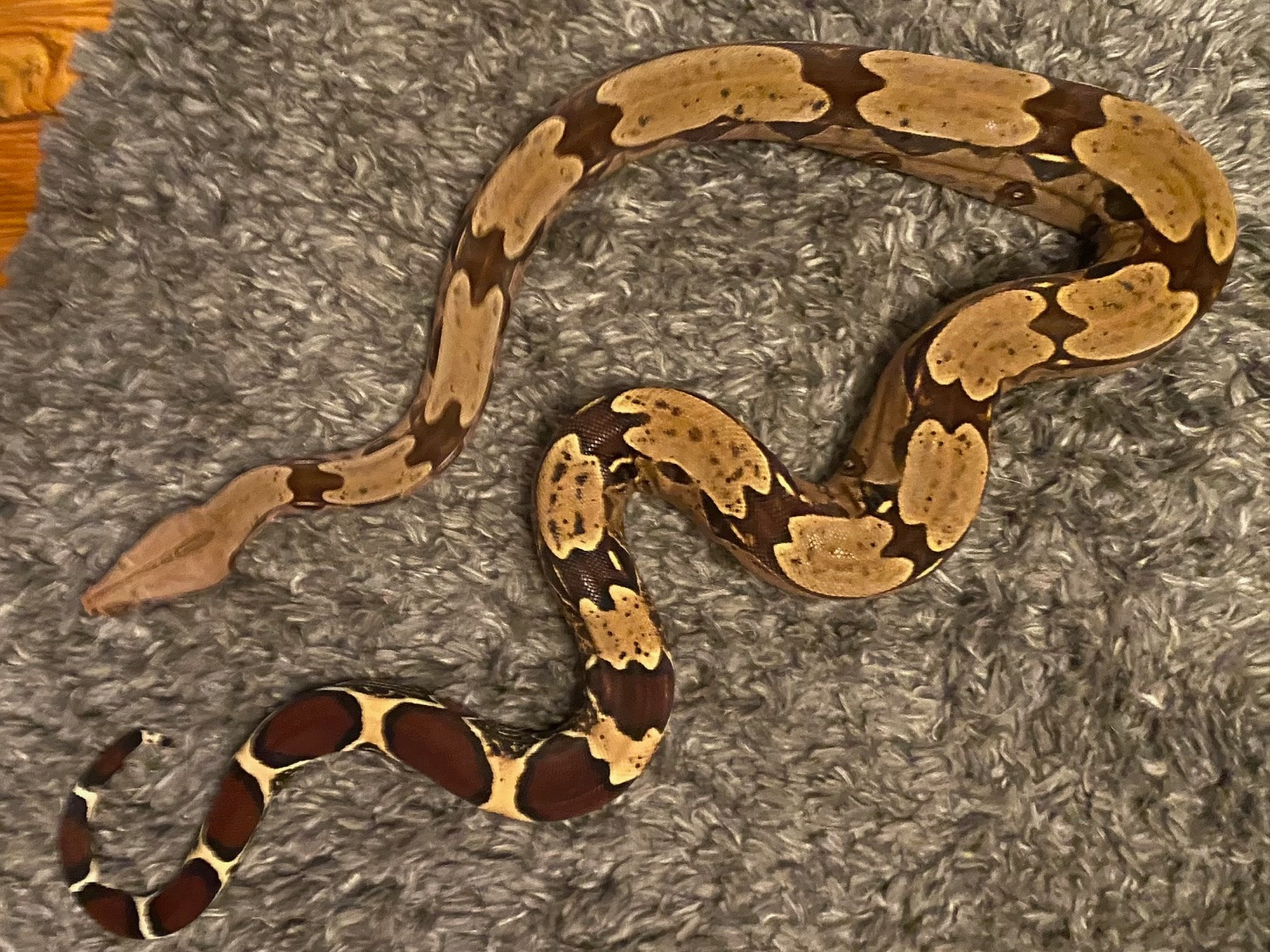 2020 Rio Bravo Pokigron Suriname Female True Red-tailed Boa Constrictor ...