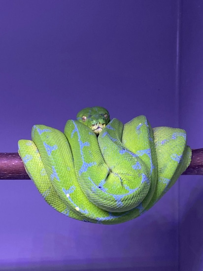 Jayapura Green Tree Python by Northern Michigan Boas