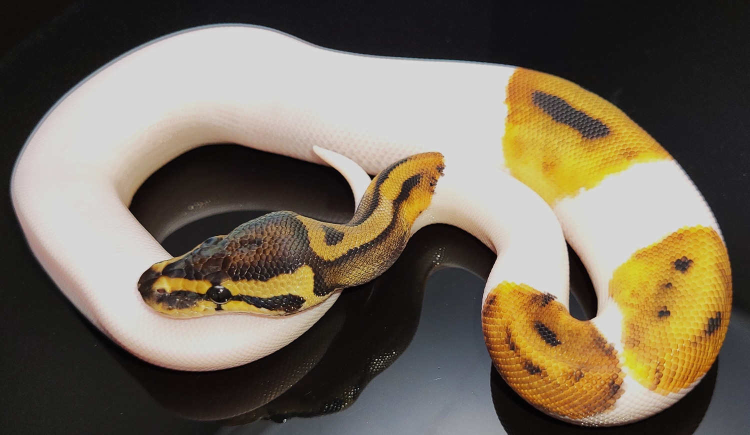 Pied Ball Python by Regius Sphera Pythons - MorphMarket