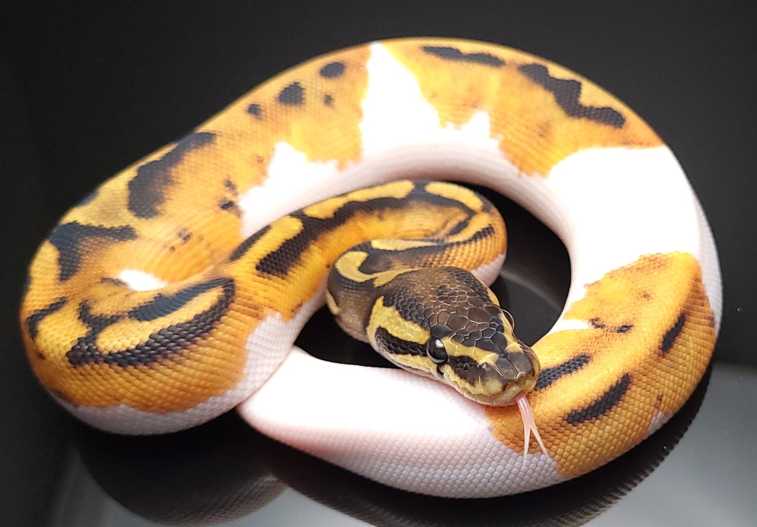 Pied Ball Python by Regius Sphera Pythons - MorphMarket