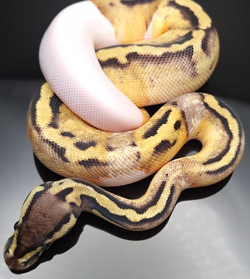 Pastel Pied Ball Python by Regius Sphera Pythons