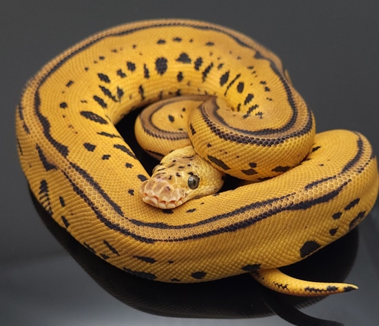 Pastel Leopard Blade Clown Ball Python by Regius Sphera Pythons