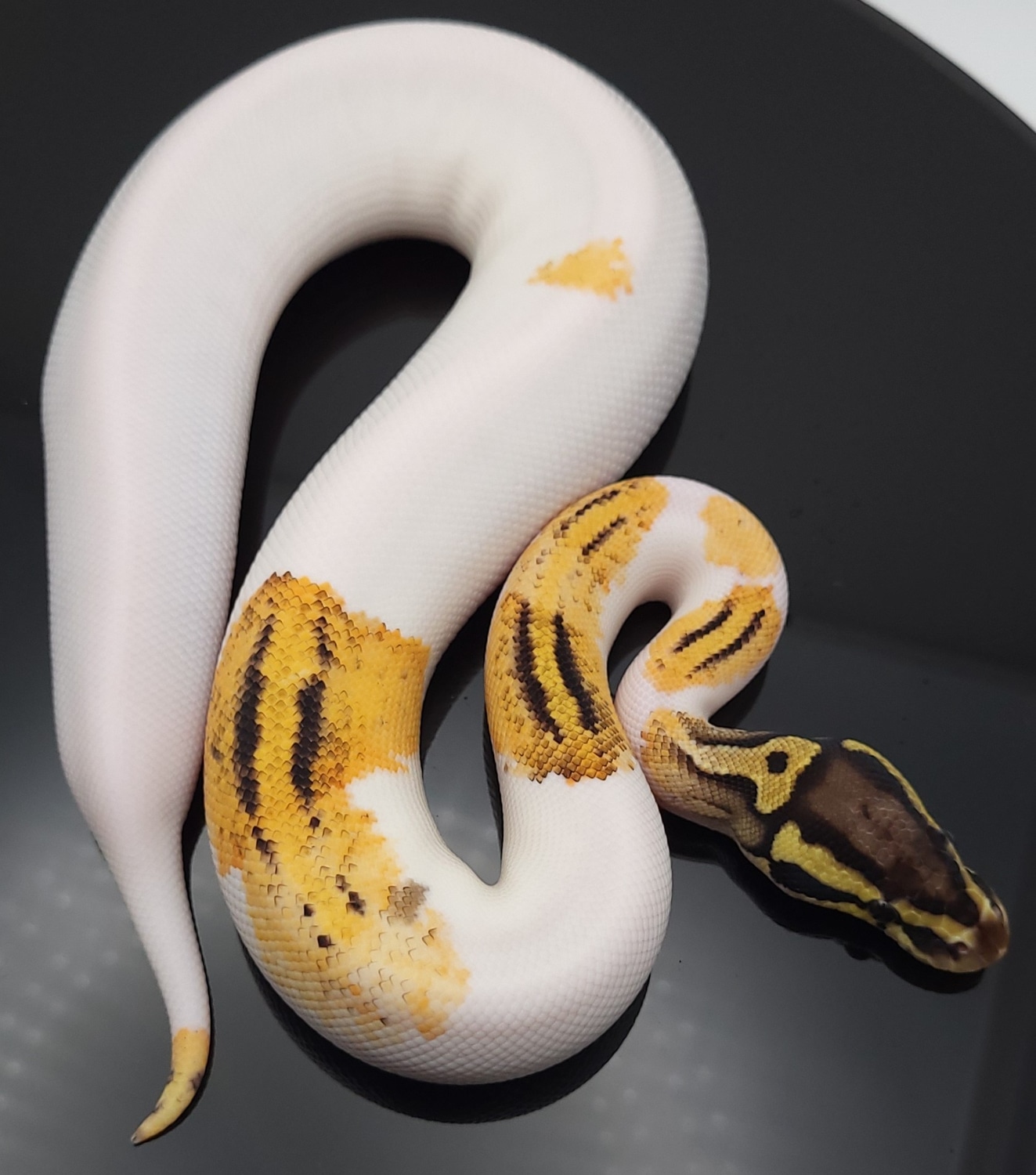 Pastel, Yellow Belly Pied Ball Python by Regius Sphera Pythons - MorphMarket