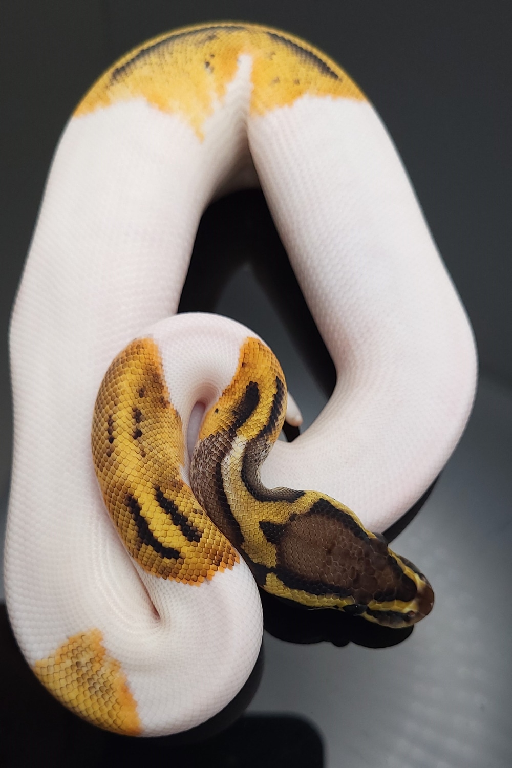 Pastel, Yellow Belly Pied Ball Python by Regius Sphera Pythons ...