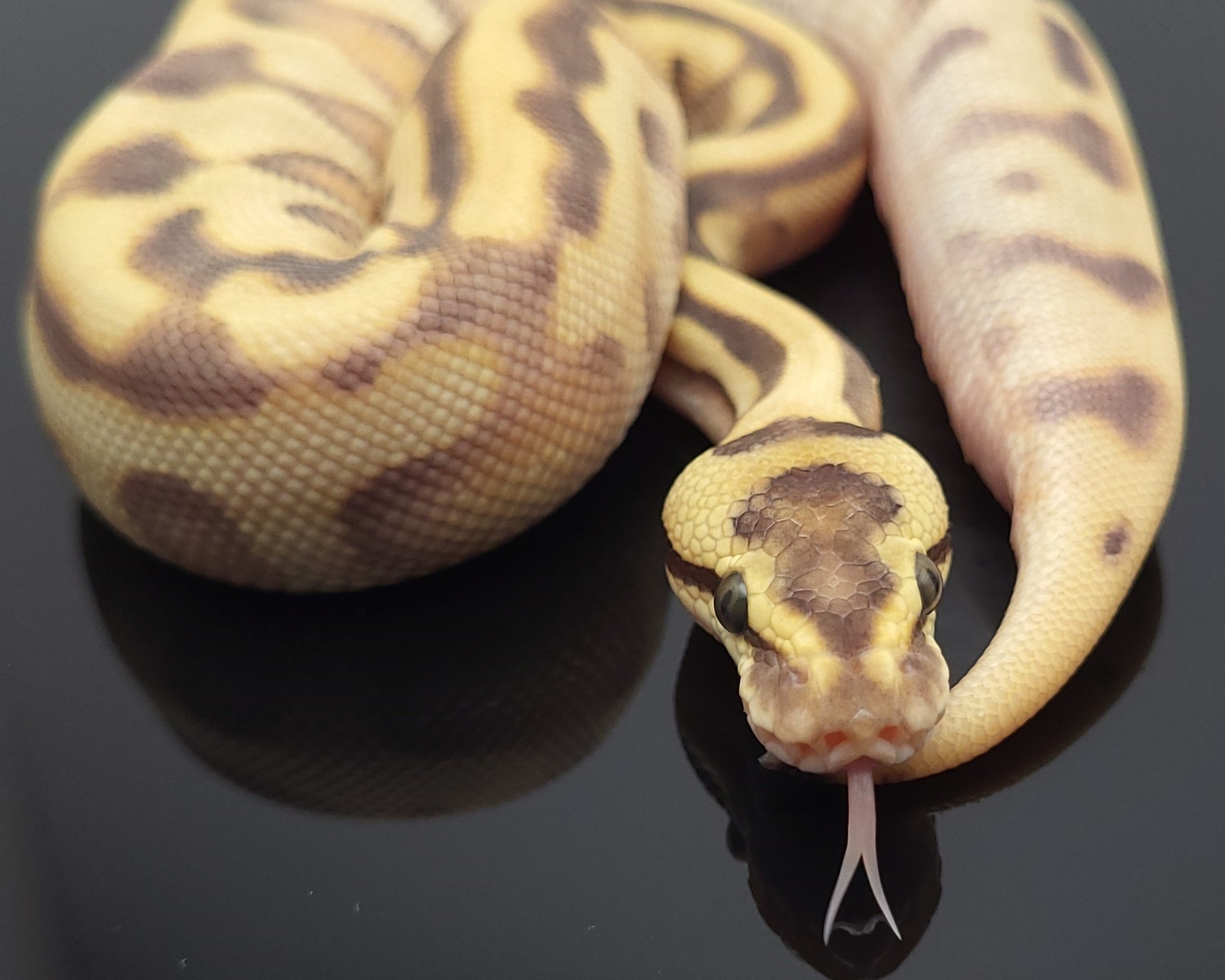Butter, Fire, Enchi, Leopard, Het Clown Ball Python by Regius Sphera Pythons - MorphMarket