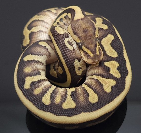 Butter, Leopard, Het Clown, Pos Yellow Belly Ball Python by Regius Sphera Pythons