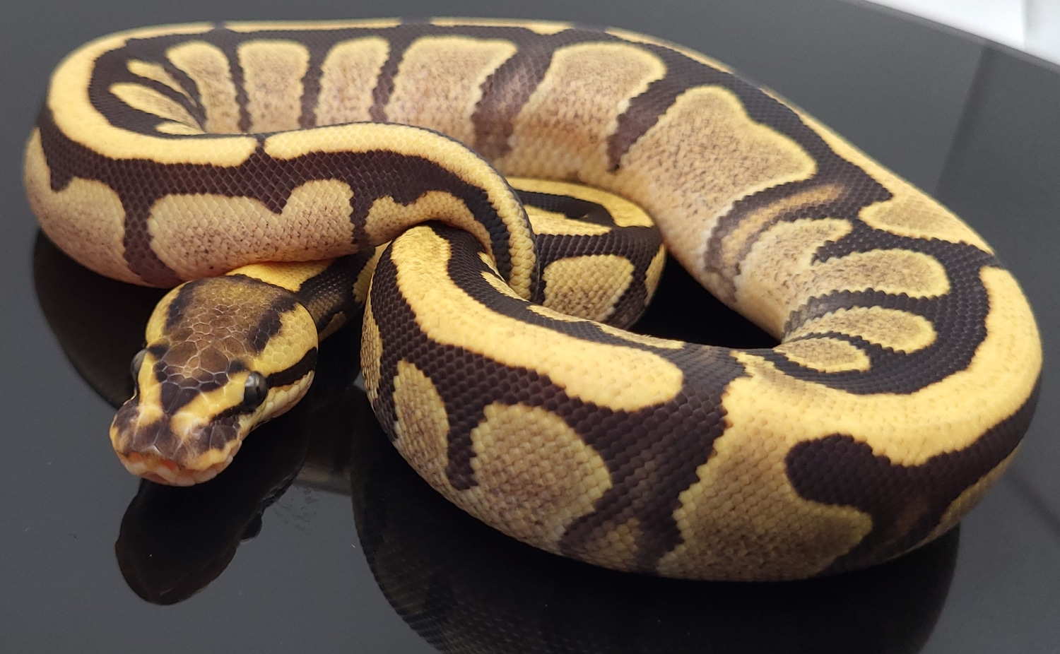Yellow Belly, Fire, Enchi 100% Het Clown Ball Python by Regius Sphera ...