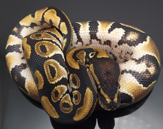 Yellow Belly Pos Het Pied Ball Python by Regius Sphera Pythons
