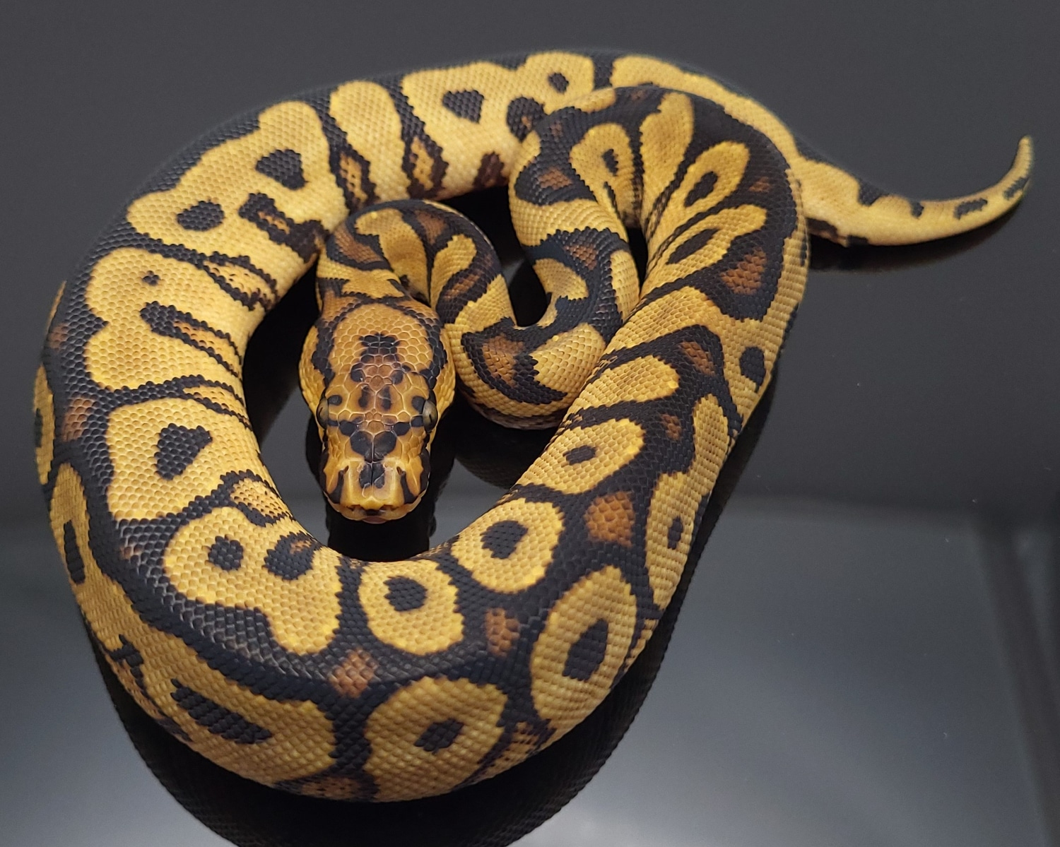 Spotnose Clown Ball Python by Regius Sphera Pythons - MorphMarket