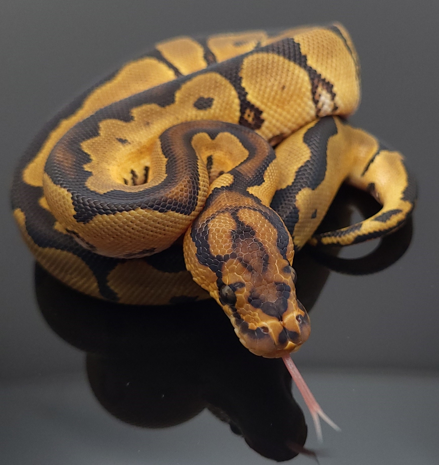 Spotnose Enchi Clown Ball Python by Regius Sphera Pythons - MorphMarket