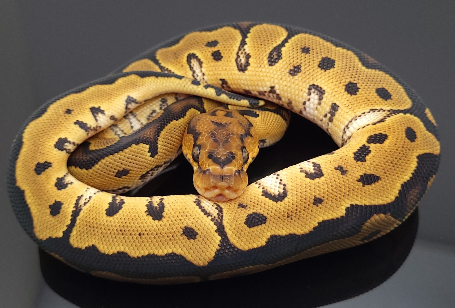 Clown Ball Python by Regius Sphera Pythons - MorphMarket
