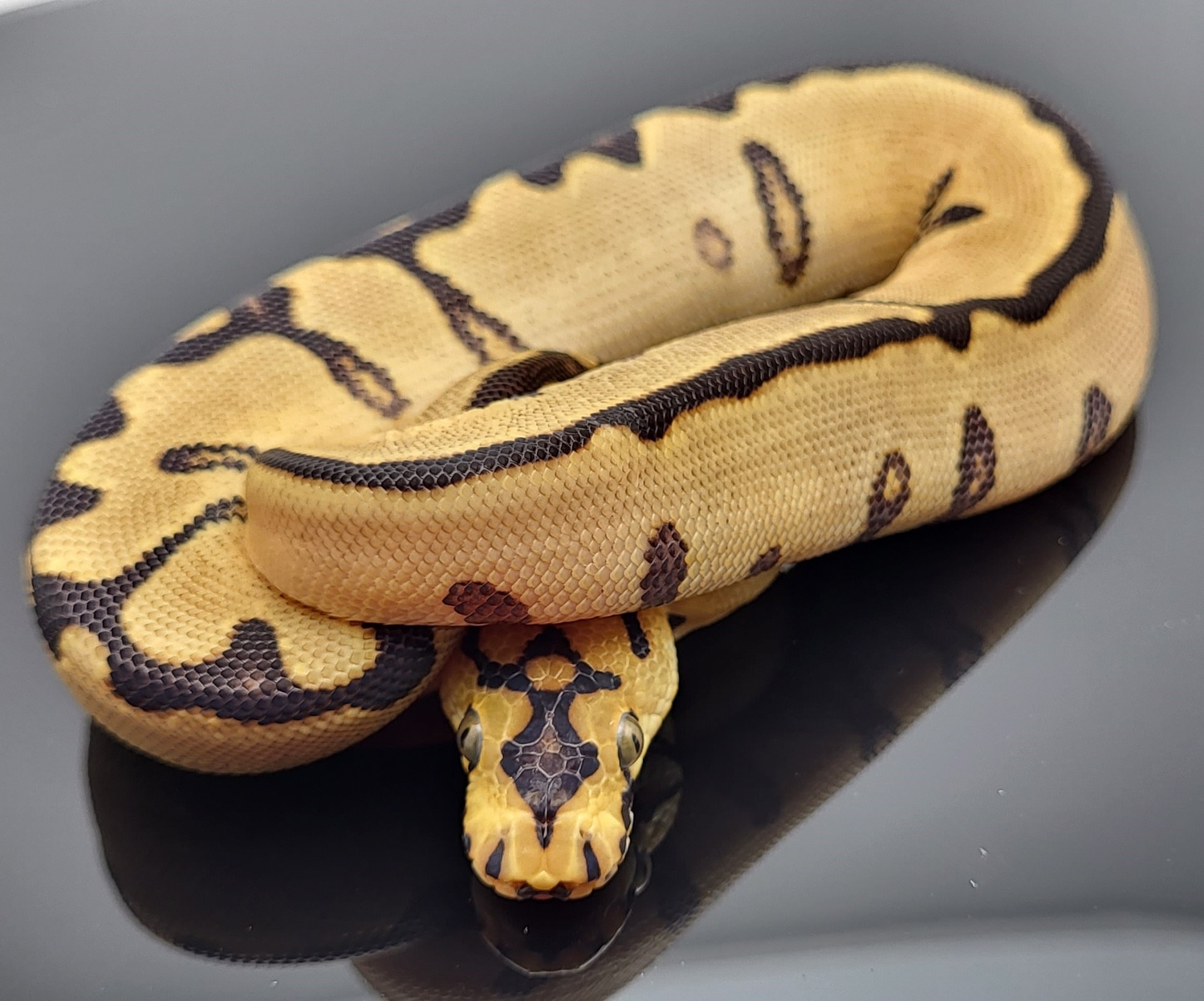 Spotnose Enchi Clown Ball Python by Regius Sphera Pythons - MorphMarket