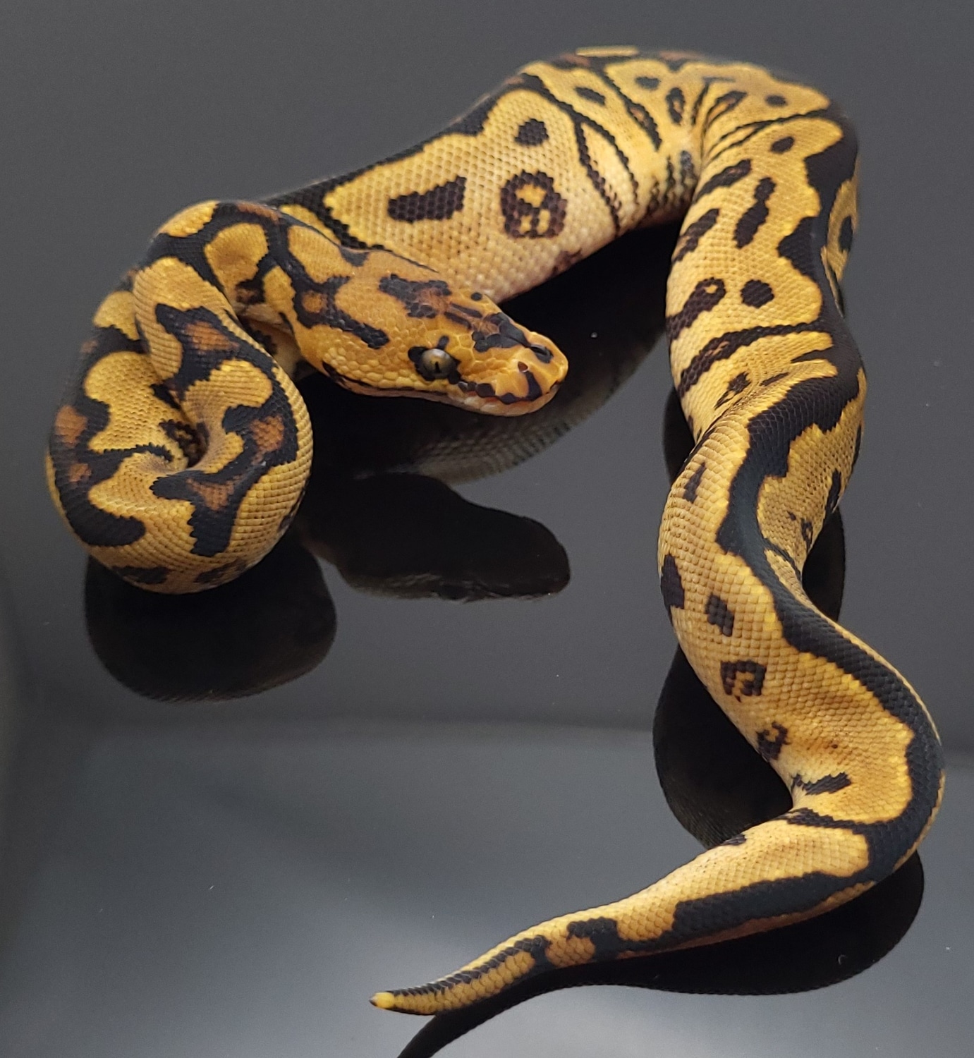 Spotnose Clown Ball Python by Regius Sphera Pythons - MorphMarket