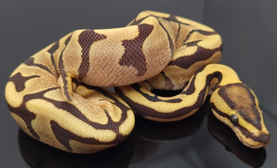 Fire Enchi Het Clown Ball Python by Regius Sphera Pythons