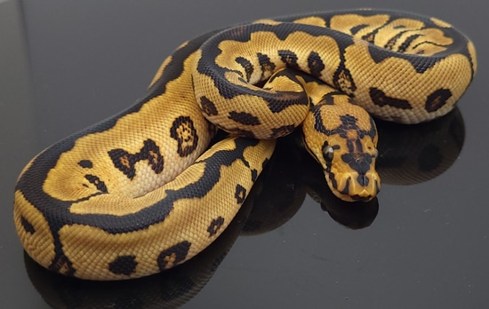 Spotnose Clown Ball Python by Regius Sphera Pythons