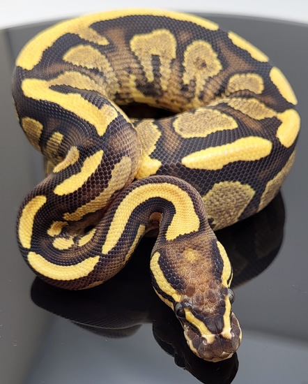 100% Het Pied, Yellow Belly, Fire Ball Python by Regius Sphera Pythons