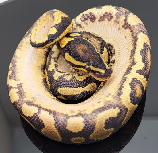 100% Het Pied, Yellow Belly Ball Python by Regius Sphera Pythons